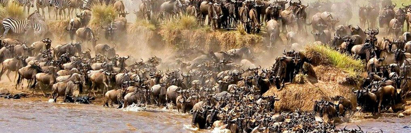 Serengeti Wildebeest Migration - Summit Jaunt Safari